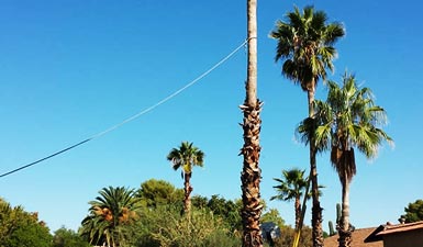 Tree Trimming Phoenix | PV Trimmers