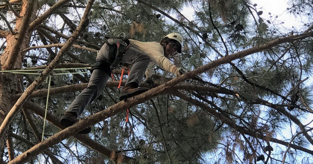 The Benefits of Hiring an Arborist for Tree Removal and Other Services ...