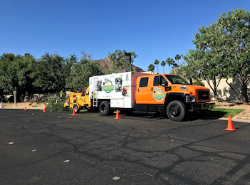 Tree Trimming Phoenix | PV Trimmers