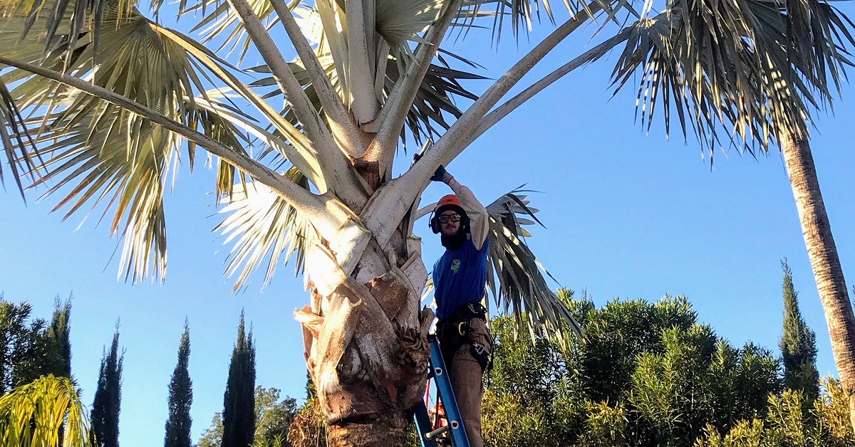 Palm Tree Trimming Scottsdale | PV Trimmers