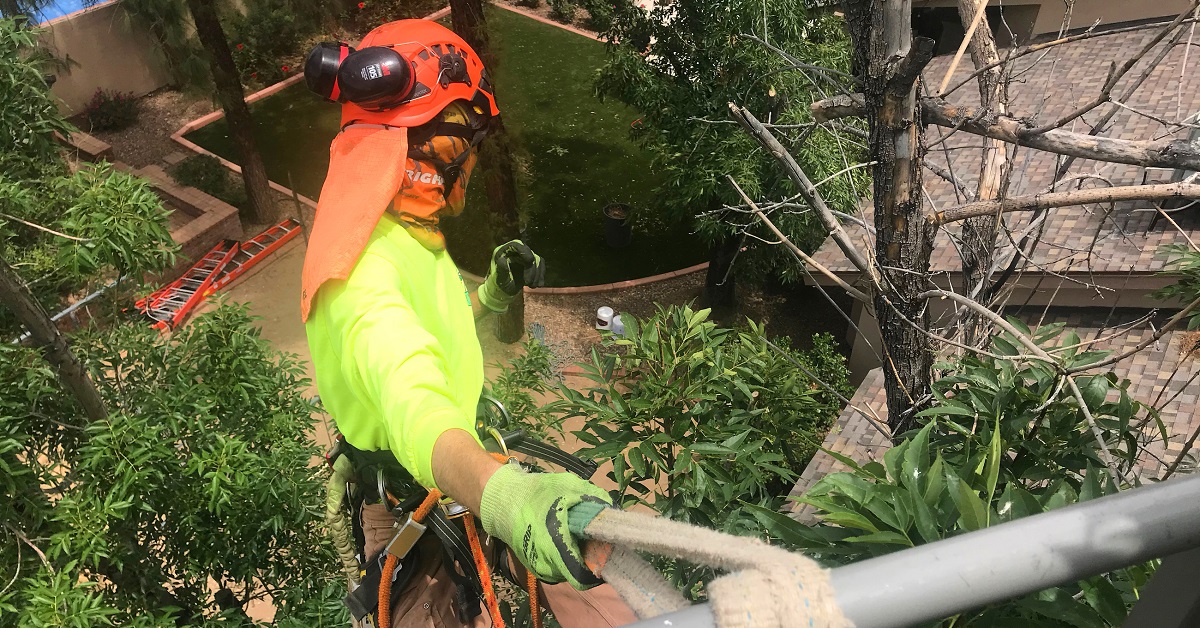 Tree Trimming Phoenix | PV Trimmers