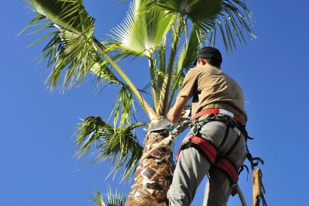 What’s The Best Time of Year for Palm Tree Trimming? | PV Trimmers